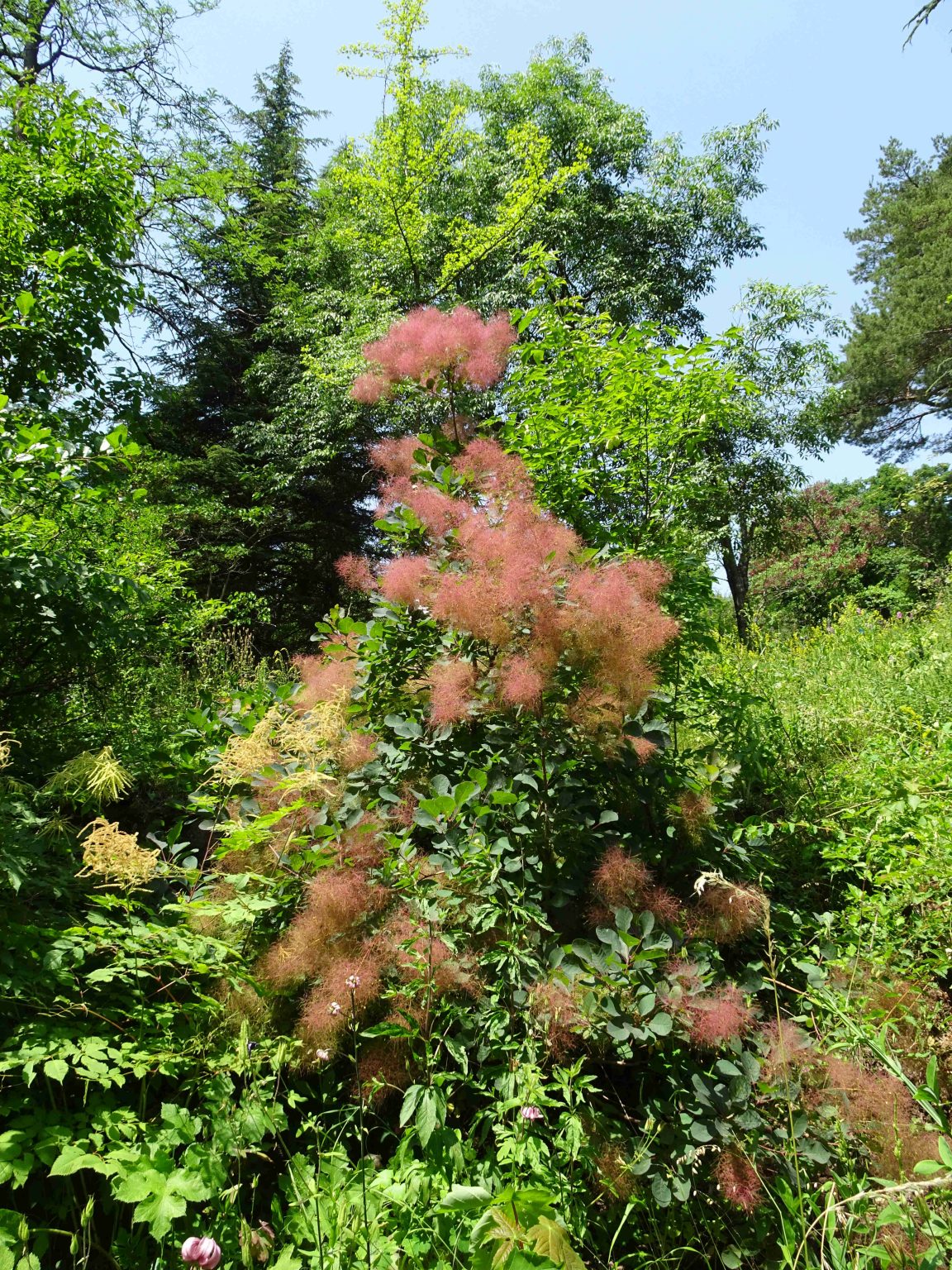 Arbre A Plumeau Rose
